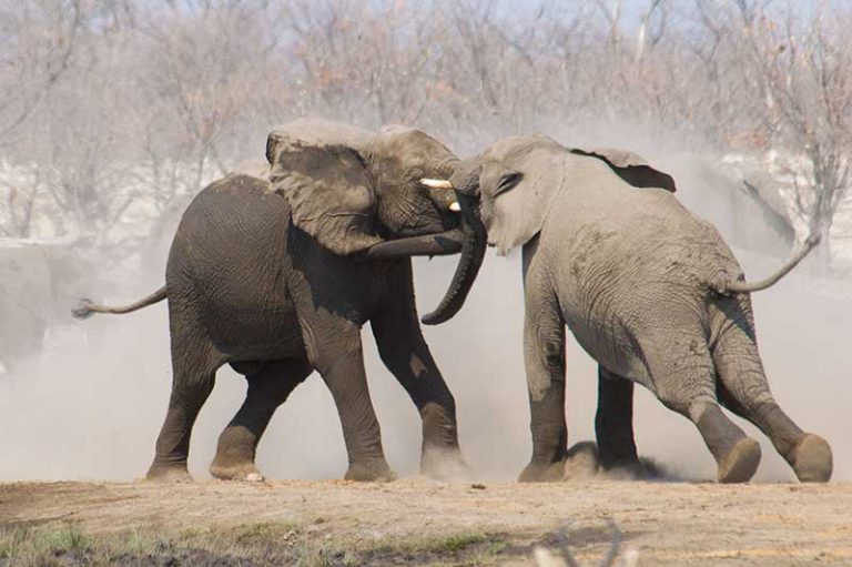 Sahara Desert – Virtual Field Trips