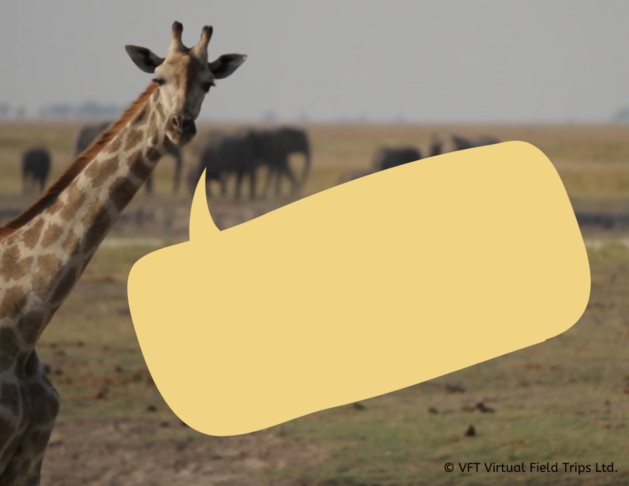 African Safari Video & Worksheets – Virtual Field Trips